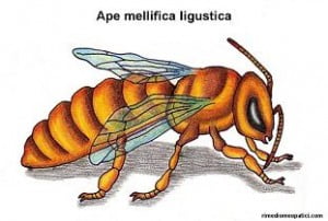 Apis, Rimedio omeopatico