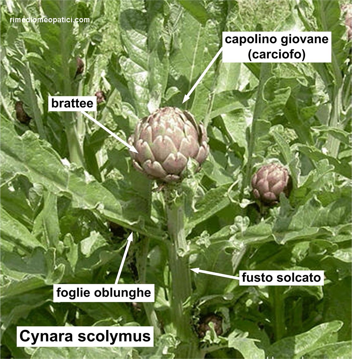 Carciofo - Rimedi Omeopatici