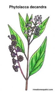 Phytolacca, Phytolacca decandra, Rimedio omeopatico